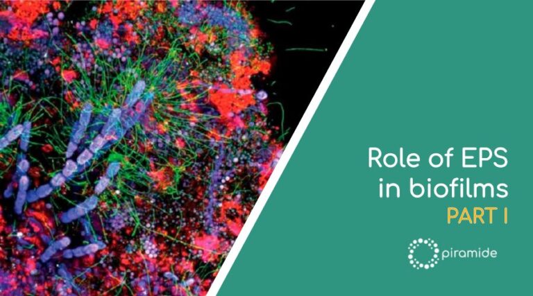 Role of EPS in biofilms - Part I - Piramide S.r.l.