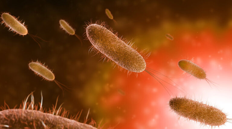 Pseudomonas spp e Listeria: cooperazione nello stesso biofilm